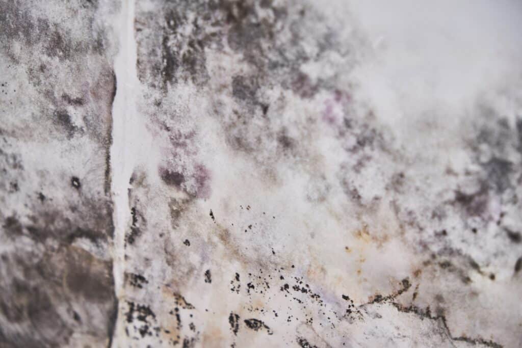 Mold Exposure Health Effects | Mold and Mildew Solutions